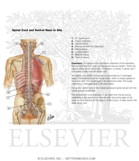 Spinal Cord and Ventral Rami In Situ