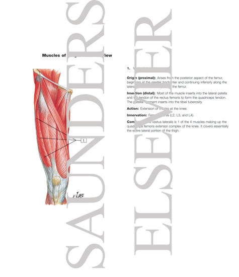 Muscles of Front of Hip and Thigh
