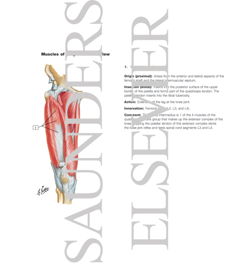 Muscles of Front of Hip and Thigh