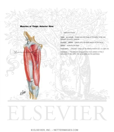 Muscles of Front of Hip and Thigh