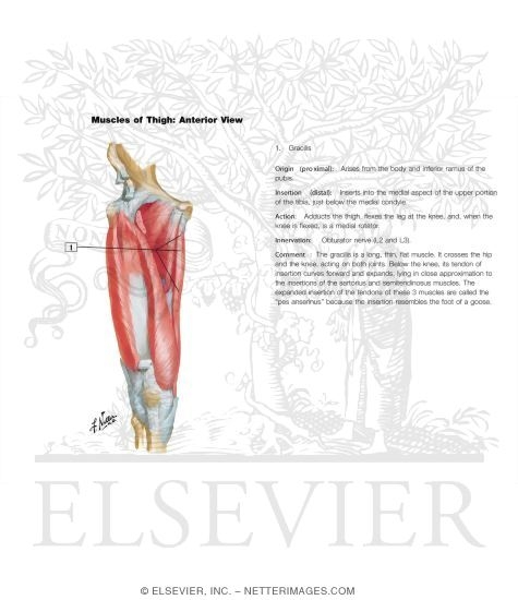 Muscles of Front of Hip and Thigh