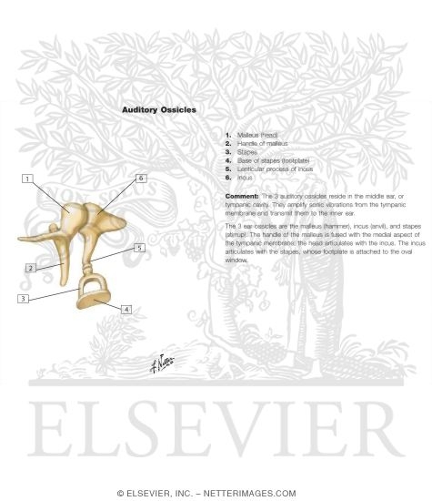 Auditory Ossicles