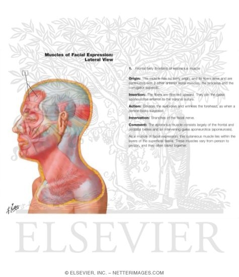 Muscles of Facial Expression: Lateral View