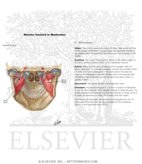 Posterior and Lateral Muscles Involved In Mastication