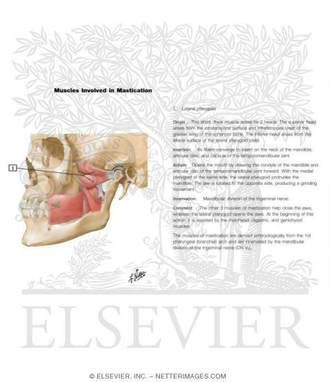 Temporal Region: Muscles of Mastication