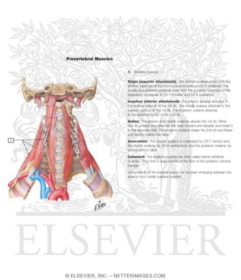 Scalene and Prevertebral Muscles