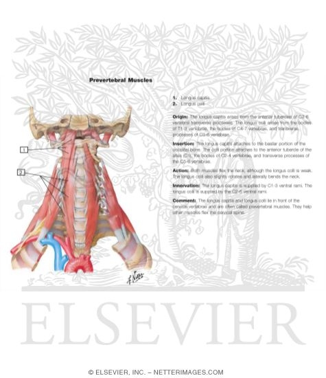 Scalene and Prevertebral Muscles