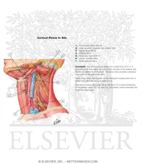 Cervical Plexus