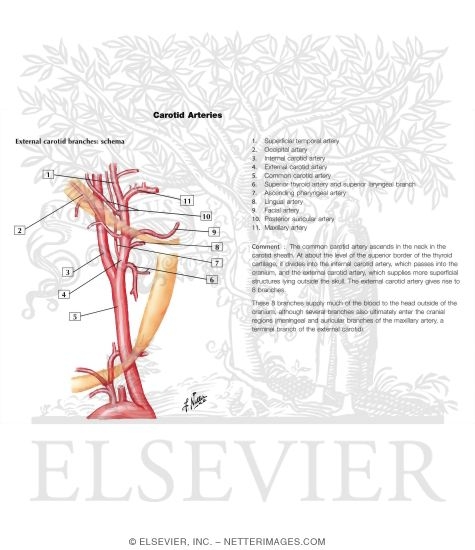 Arterial Supply of the Inner Ear