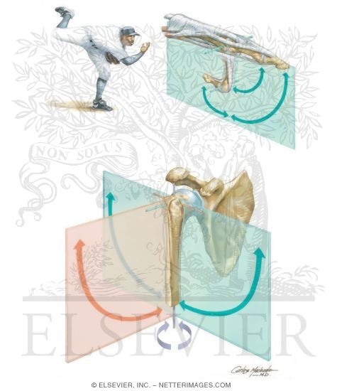 Welcome To Netter Images