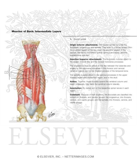 Muscles of Back: Intermediate Layers Spenius and Erector Spinae Muscles