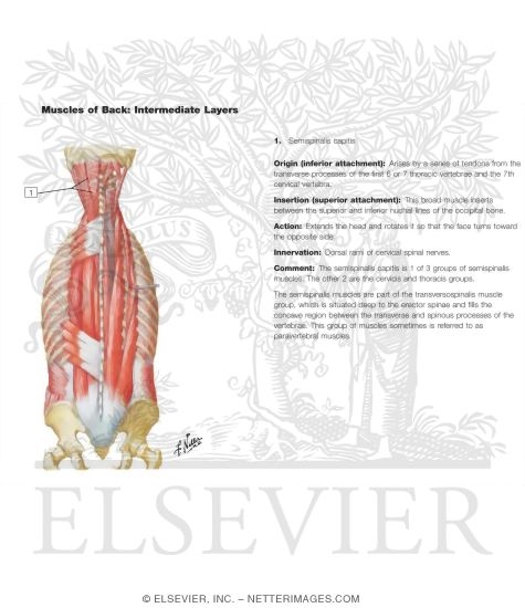Muscles of Back: Intermediate Layers Spenius and Erector Spinae Muscles