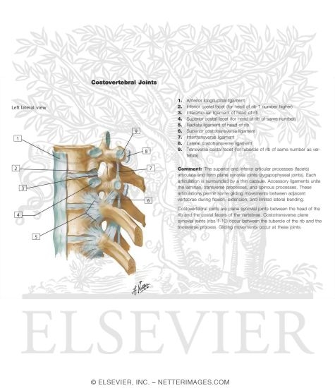 Costovertebral Joints