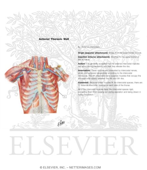 Anterior Thoracic Wall Anterior Wall of Thorax