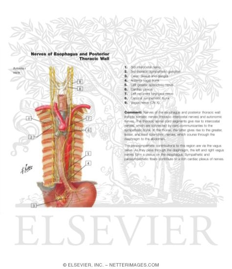Innervation of Esophagus