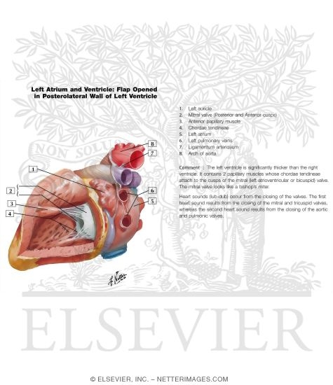 Left Atrium and Left Ventricle