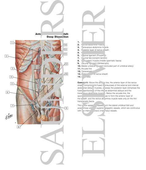 Anterior Abdominal Wall Deep Dissection Anterolateral Abdominal Wall