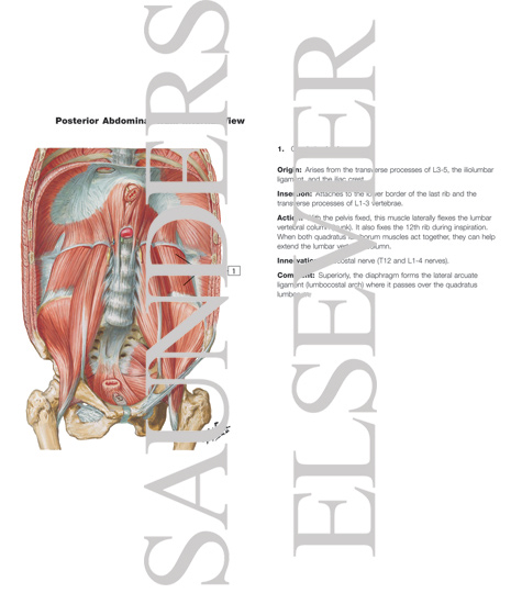 Posterior Abdominal Wall: Internal View