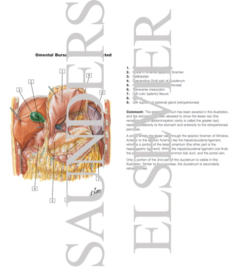 Omental Bursa: Stomach Reflected Peritoneum
