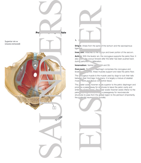 Pelvic Diaphragm: Male Floor of Abdominopelvic Cavity