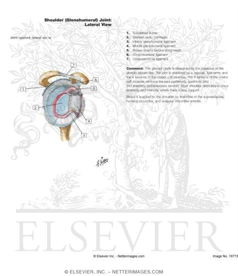 Shoulder: Glenohumeral Joint