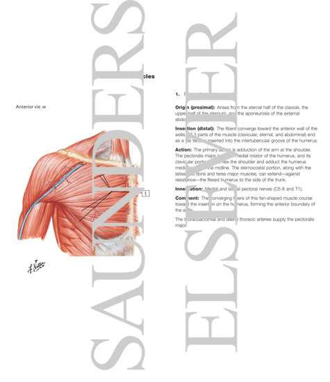 Shoulder: Muscles
