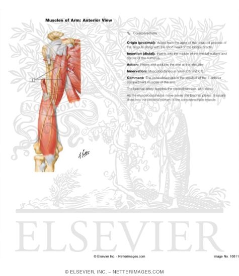 Arm Muscles With Portions of Arteries and Nerves Muscles of Arm ...
