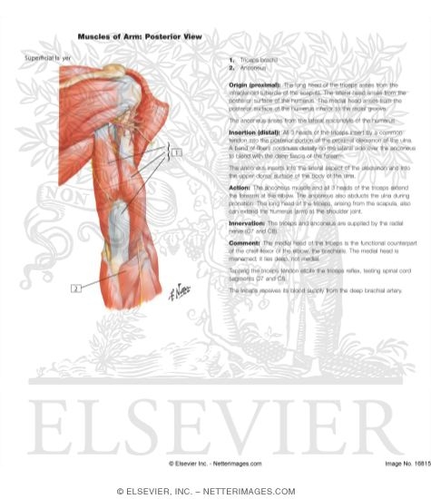 Arm Muscles With Portions of Arteries and Nerves Muscles of Arm ...