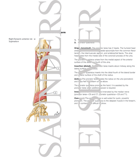 Individual Muscles of Forearm: Rotators of Radius