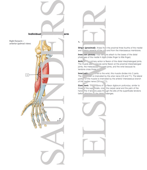 Individual Muscles of Forearm: Flexors of Digits