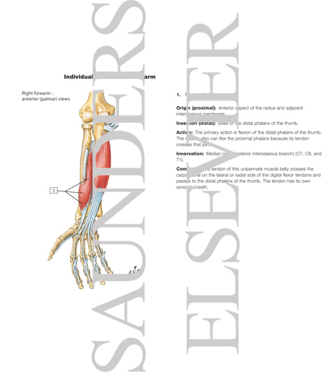 Individual Muscles of Forearm: Flexors of Digits