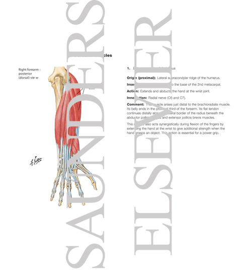 Individual Muscles of Forearm: Extensors of Wrist and Digits