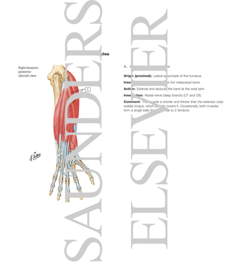 Individual Muscles of Forearm: Extensors of Wrist and Digits