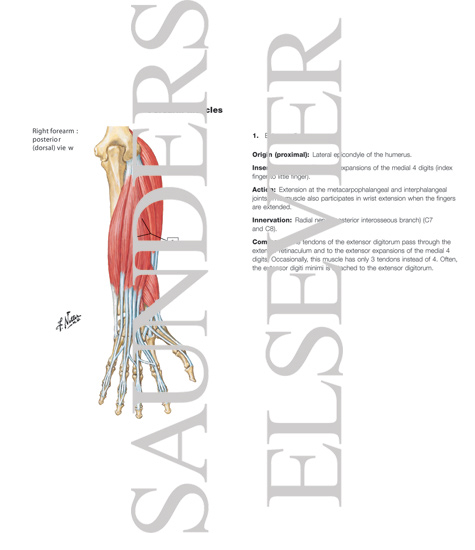 Individual Muscles of Forearm: Extensors of Wrist and Digits