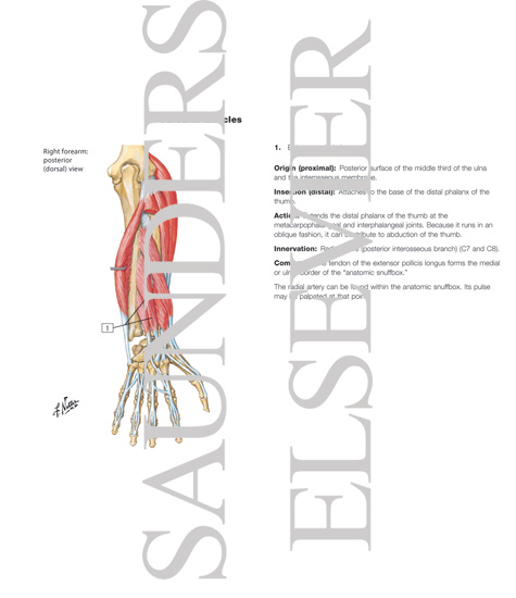 Individual Muscles of Forearm: Extensors of Wrist and Digits