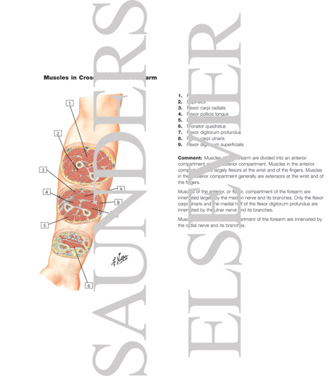 Cross-Sectional Anatomy of Right Forearm