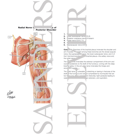 Scapular, Axillary and Radial Nerves