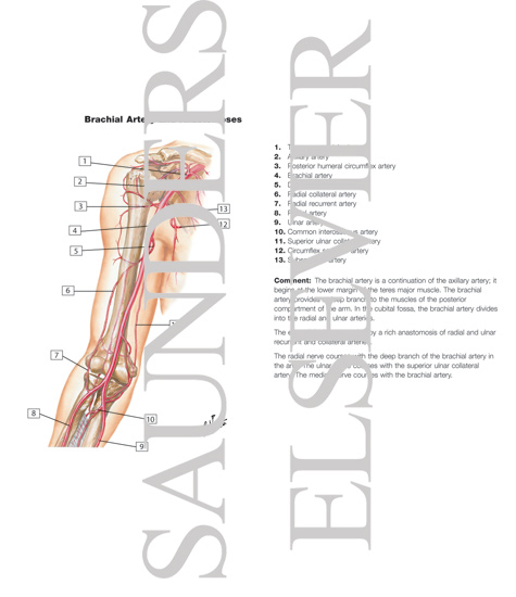 Arterial Anastomoses Around the Elbow