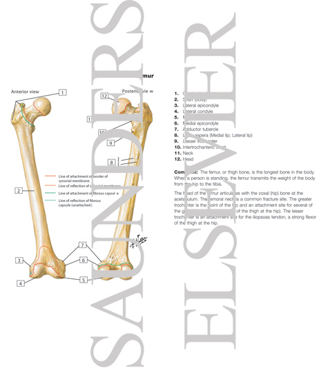 Osteology of the Femur