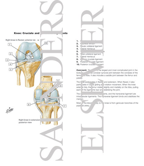 Cruciate and Collateral Ligaments of Right Knee Joint Knee: Cruciate ...