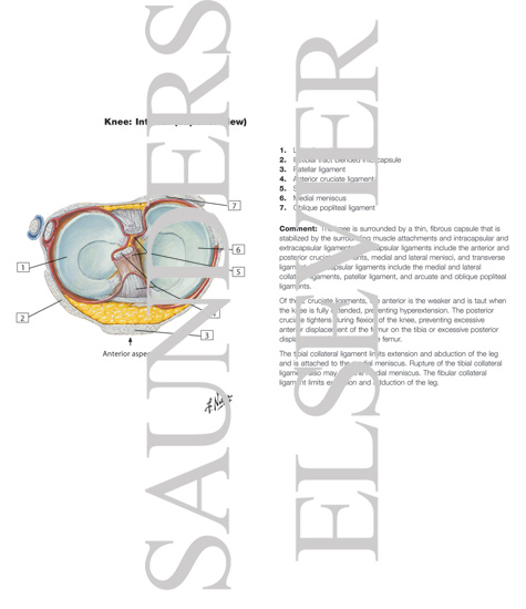 Interior Superior View of Tibia Axial View of Meniscus