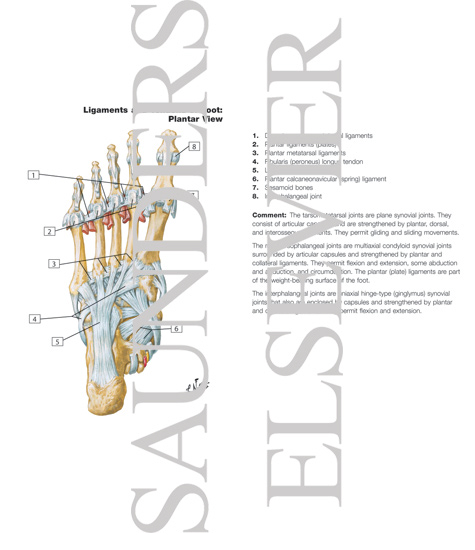 Tendon Insertions and Ligaments of Sole of Foot