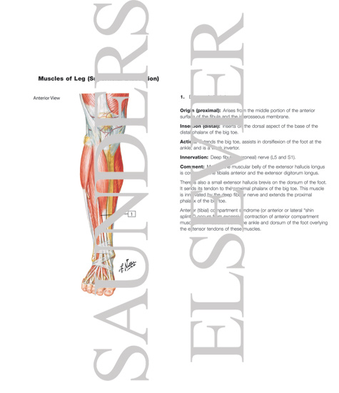 Muscles of Leg (Superificial Dissection): Anterior View