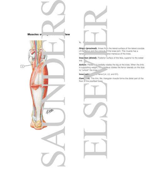 Muscles of Leg (Intermediate Dissection): Posterior View