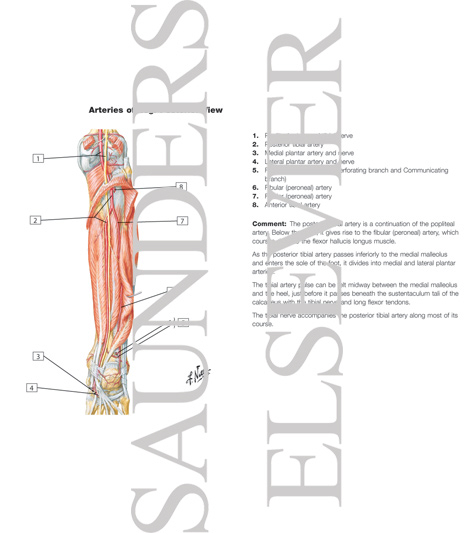Muscles, Arteries, and Nerves of Leg: Deep Dissection (posterior view ...