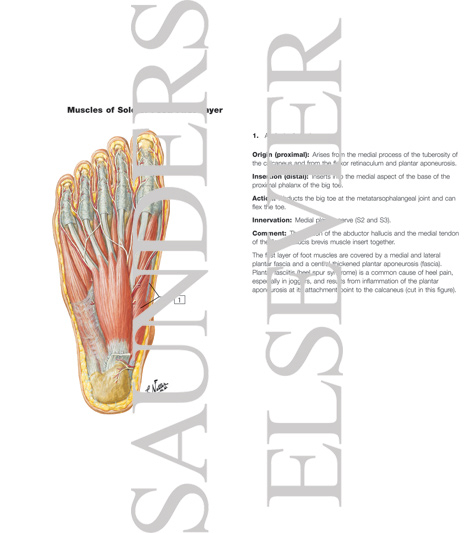 Muscles of Sole of Foot: First Layer