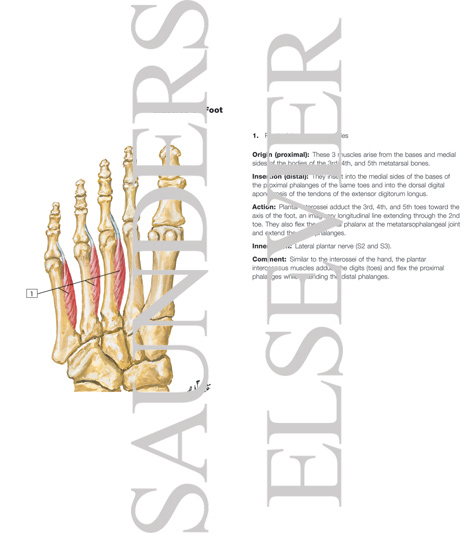 Interosseous Muscles of Foot Muscles: Fourth Plantar Layer