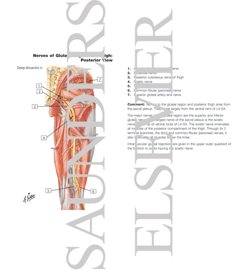 Arteries and Nerves of Thigh: Deep Dissection (posterior view) Arteries ...