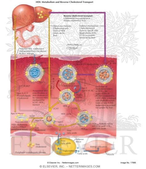 HDL Metabolism and Reverse Cholesterol Transport