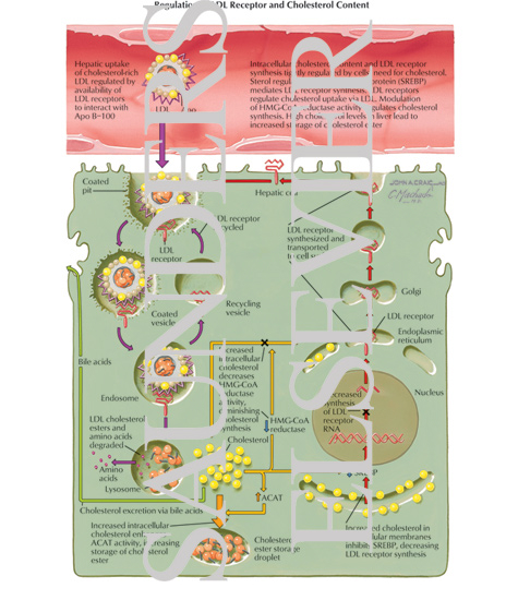 Regulation of the Low Density Lipoprotein Receptor and Cholesterol